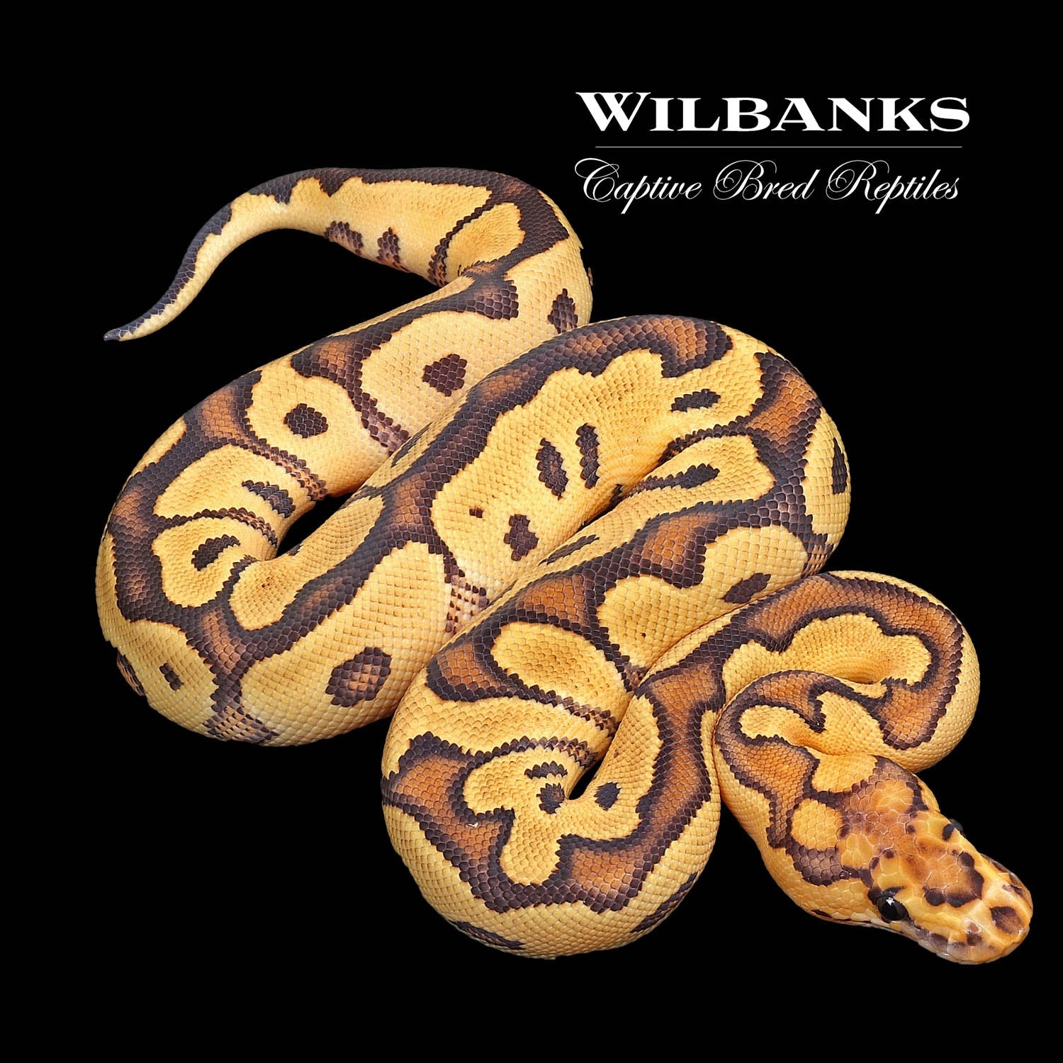 Fire Yellow Belly Clown Ball Python by Wilbanks Captive Bred Reptiles ...