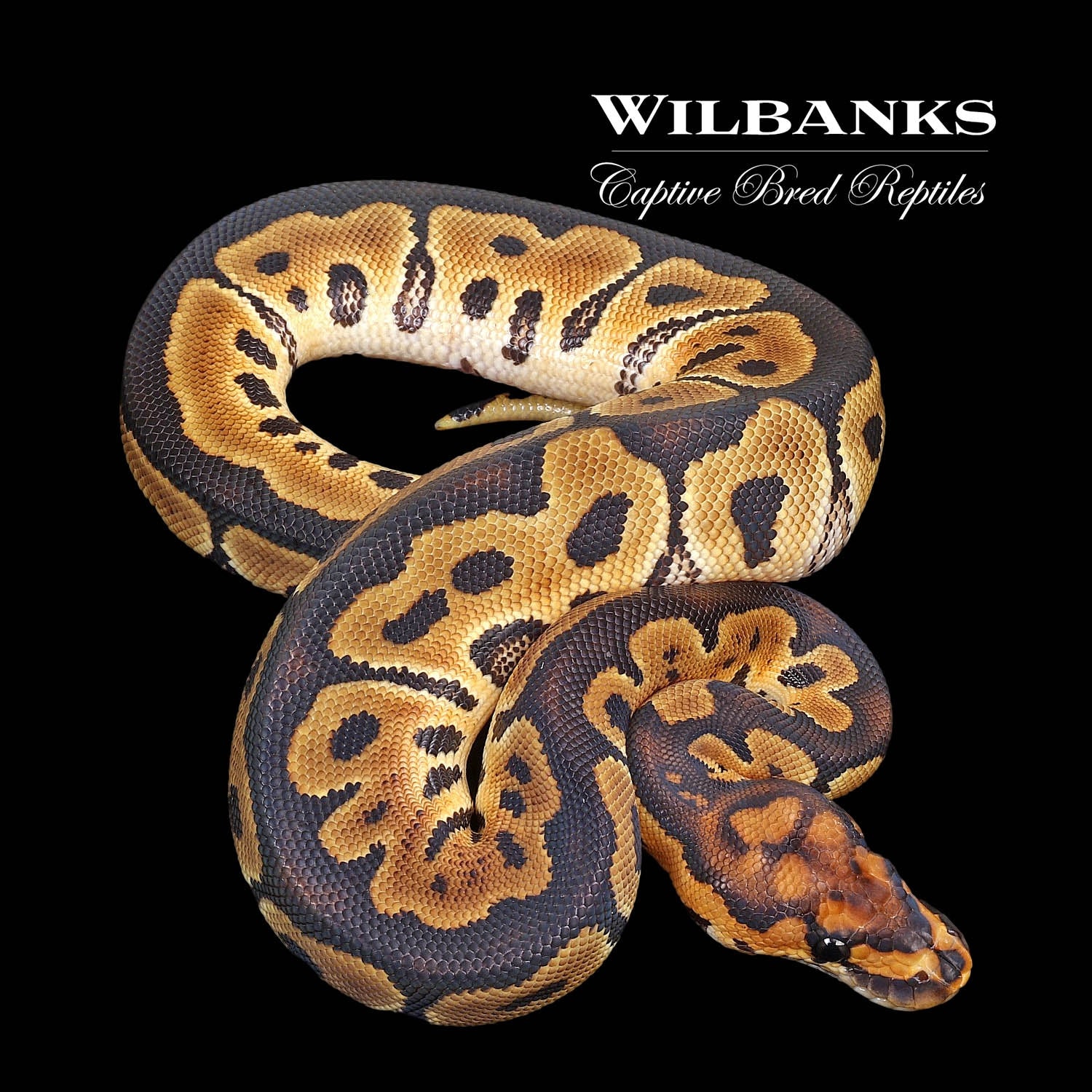 Clown Ball Python by Wilbanks Captive Bred Reptiles - MorphMarket