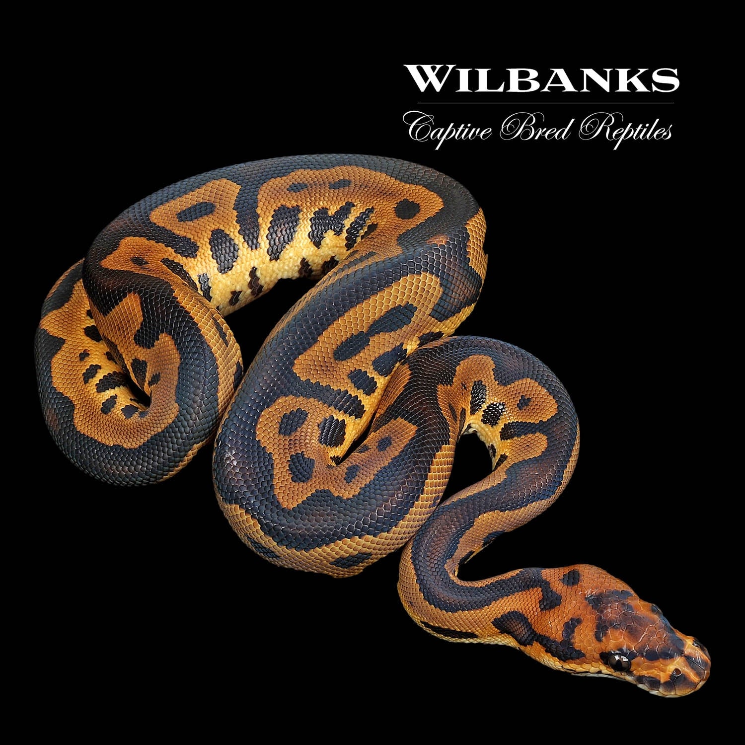 Leopard Clown Ball Python by Wilbanks Captive Bred Reptiles - MorphMarket