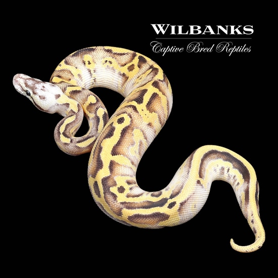 Pastel Leopard Gravel Spark Ball Python by Wilbanks Captive Bred Reptiles