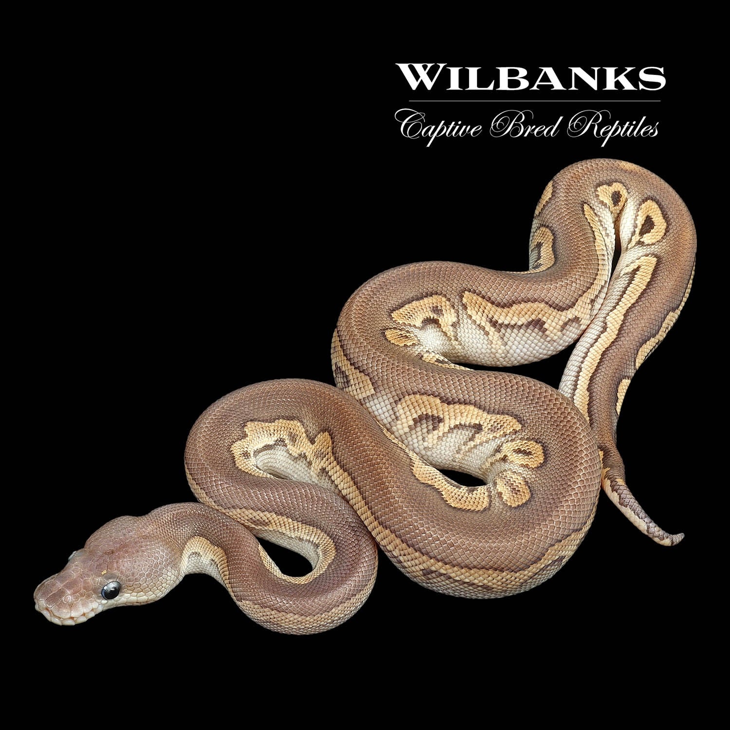 Mojave Cinnamon Yellow Belly Clown Ball Python by Wilbanks Captive Bred ...