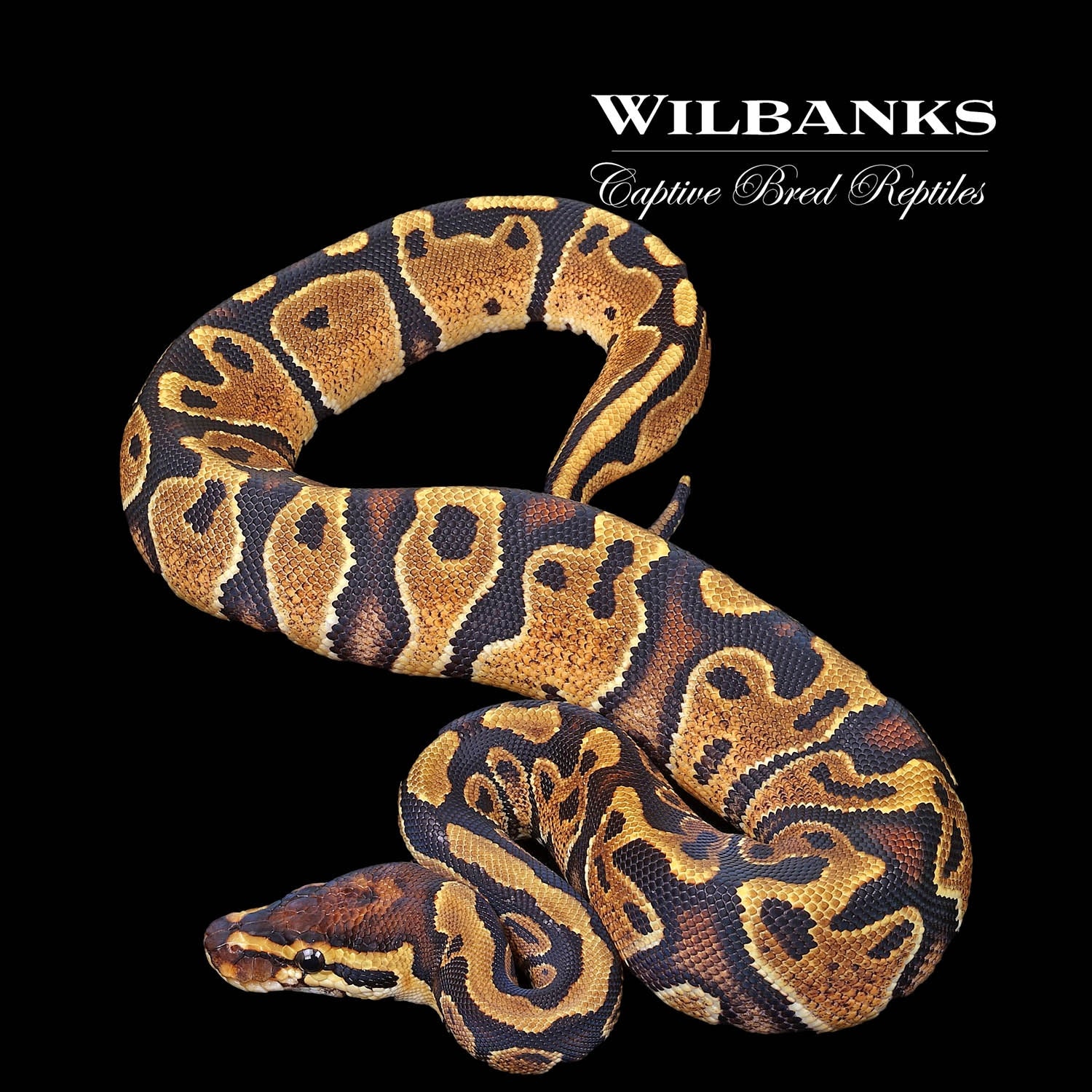 Gravel (Guaranteed) Ball Python by Wilbanks Captive Bred Reptiles ...