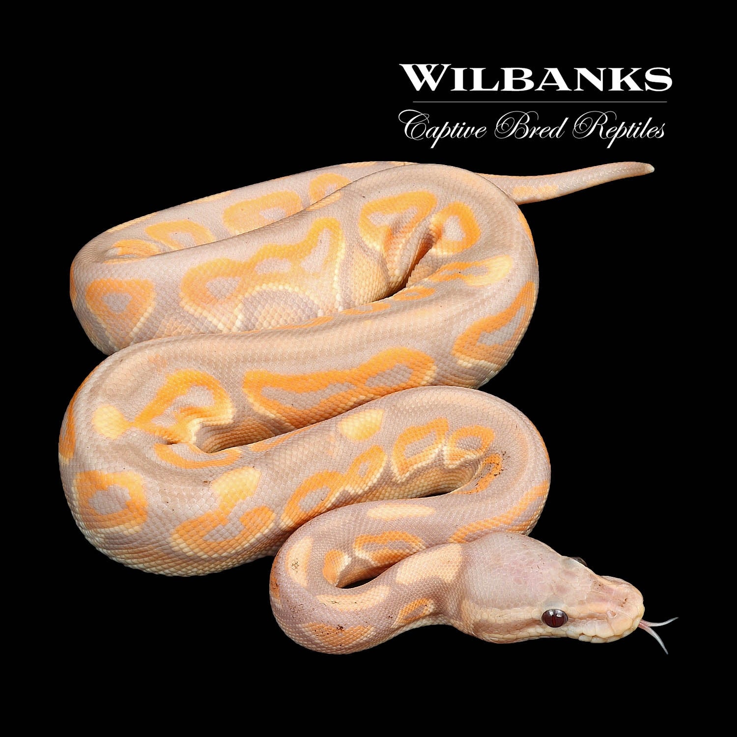 Banana Cinnamon Ball Python by Wilbanks Captive Bred Reptiles - MorphMarket