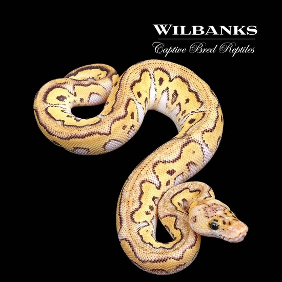 Red Stripe Pastel Mojave Clown Ball Python by Wilbanks Captive Bred ...