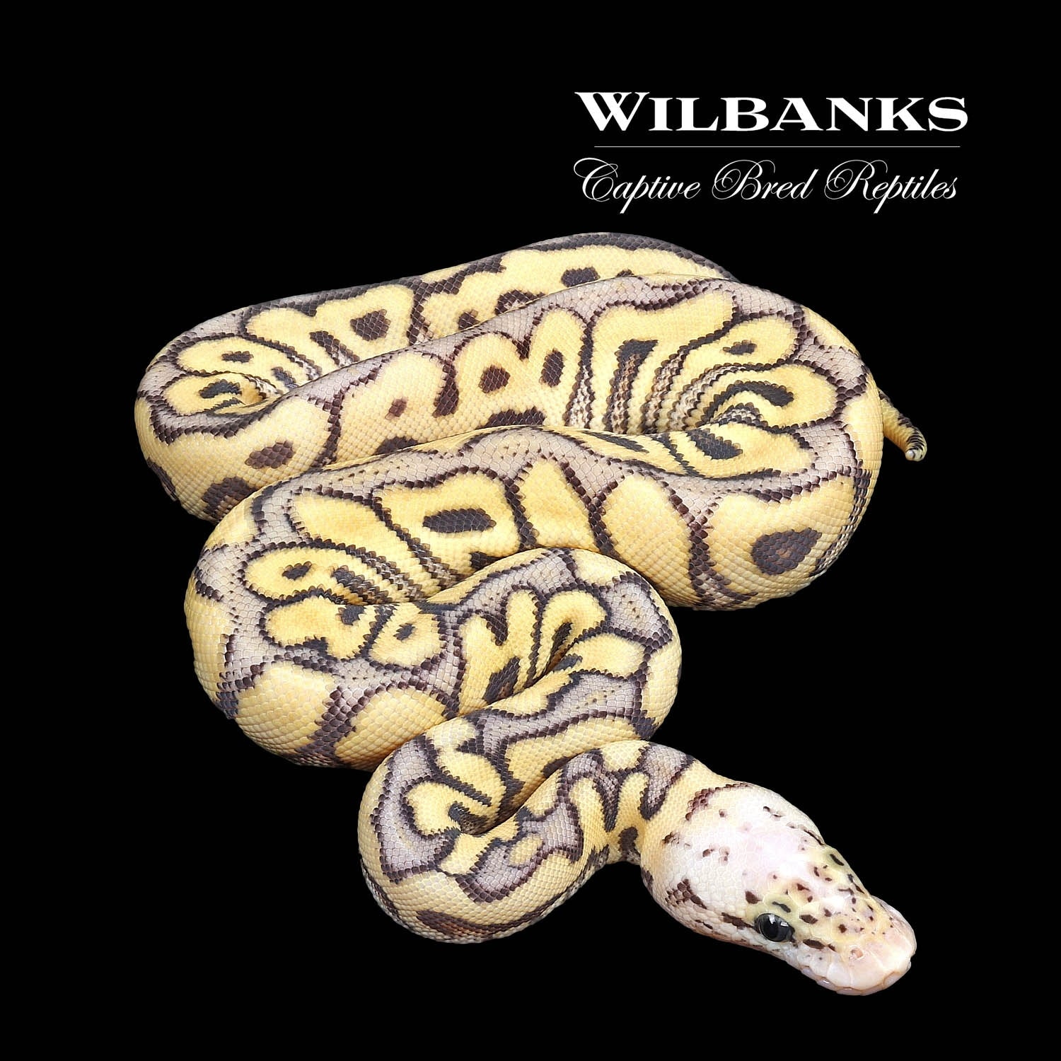 Killer Spotnose Clown Ball Python by Wilbanks Captive Bred Reptiles ...