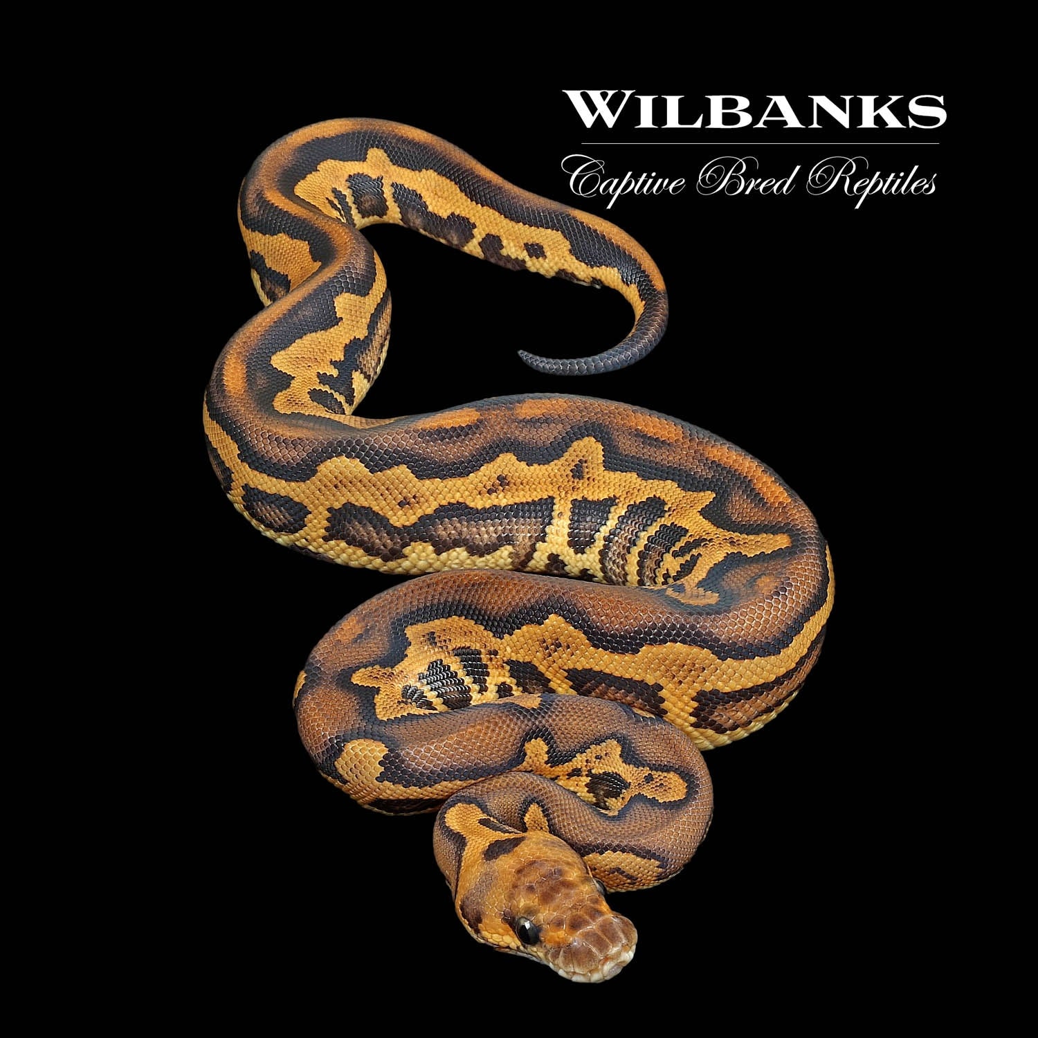 Blackhead Leopard Clown Ball Python by Wilbanks Captive Bred Reptiles ...