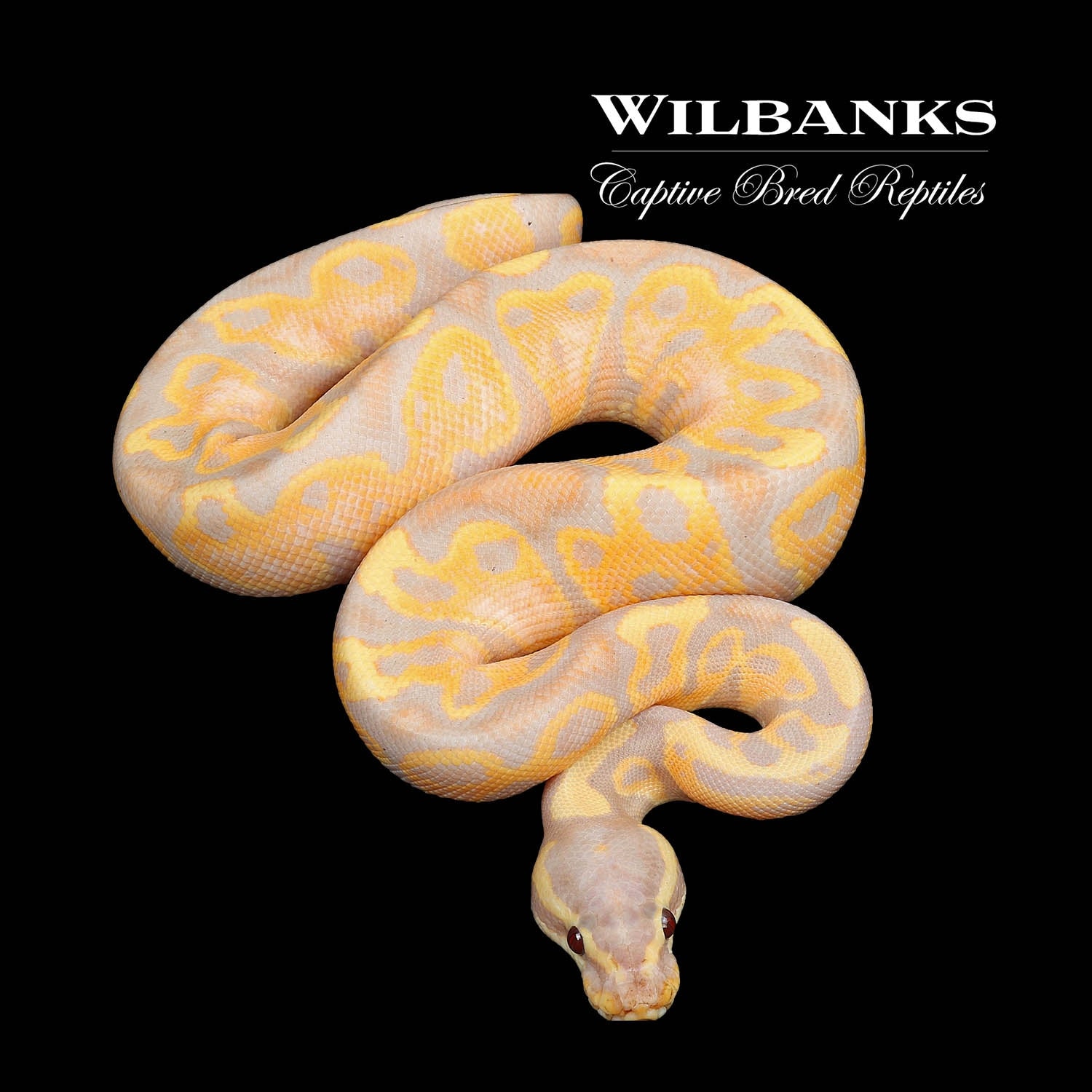 Banana Fire Yellow Belly Ball Python by Wilbanks Captive Bred Reptiles ...