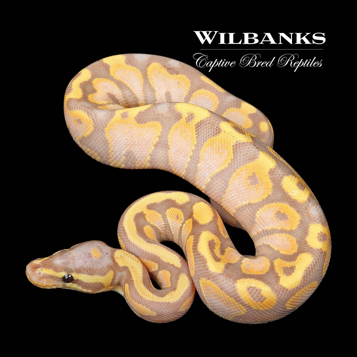 Banana Yellow Belly Ball Python by Wilbanks Captive Bred Reptiles ...