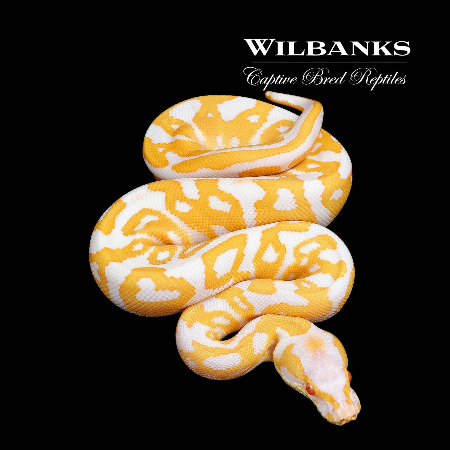 Albino Leopard Ball Python by Wilbanks Captive Bred Reptiles - MorphMarket