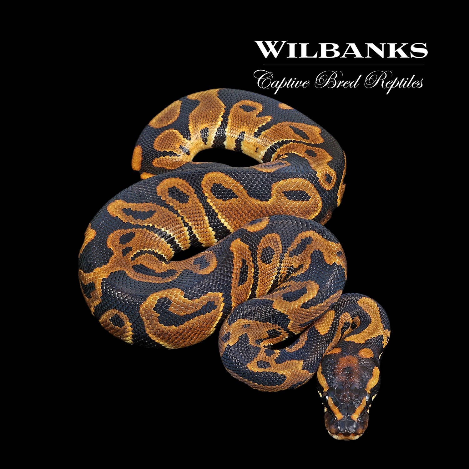 Leopard 100% Het. Albino Ball Python by Wilbanks Captive Bred Reptiles ...