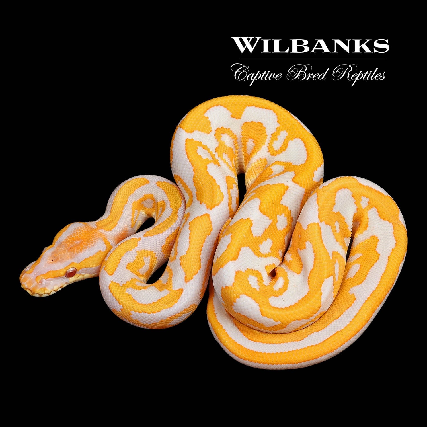 Lavender Leopard Ball Python by Wilbanks Captive Bred Reptiles ...