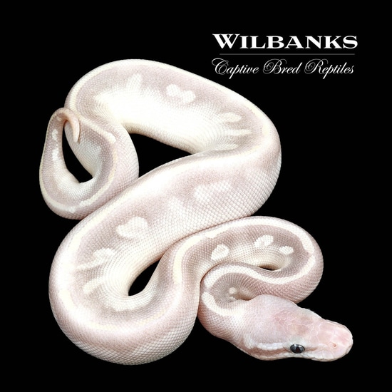 Pastel Purple Passion Ball Python by Wilbanks Captive Bred Reptiles