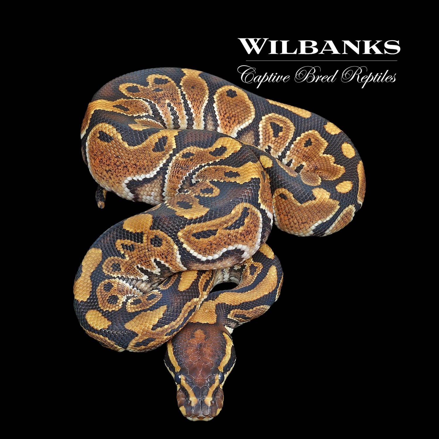 Special Ball Python by Wilbanks Captive Bred Reptiles - MorphMarket