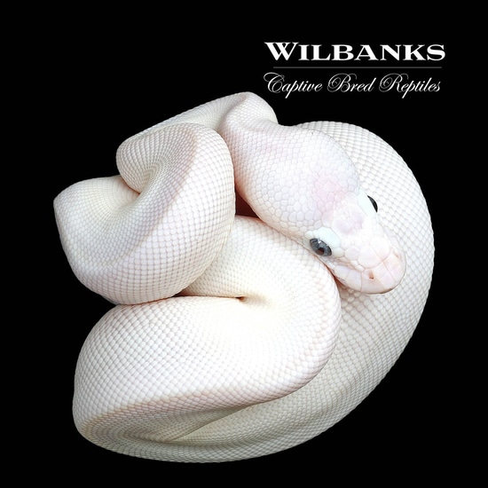 Blue Eyed Leucistic (Lucy) (Butter Russo) Ball Python by Wilbanks ...