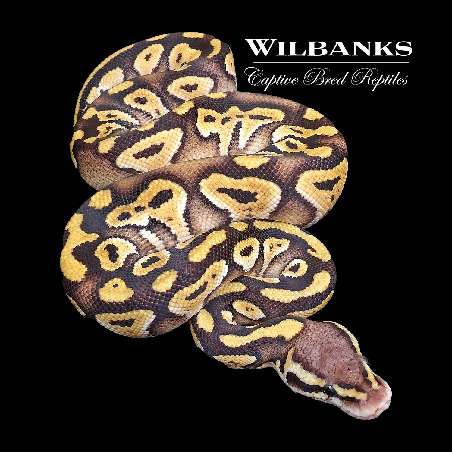 Pastel Russo Ball Python by Wilbanks Captive Bred Reptiles - MorphMarket
