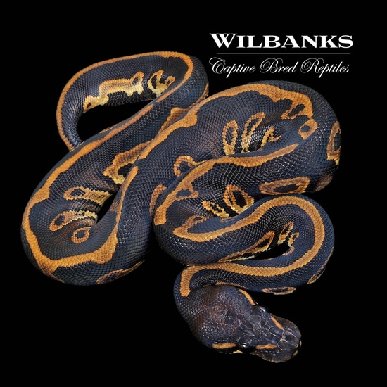 Leopard Blackhead 100% Het. Lavender Albino Ball Python by Wilbanks ...