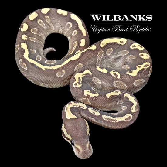 Mojave GHI Fire 100% Het. Ghost Ball Python by Wilbanks Captive Bred Reptiles