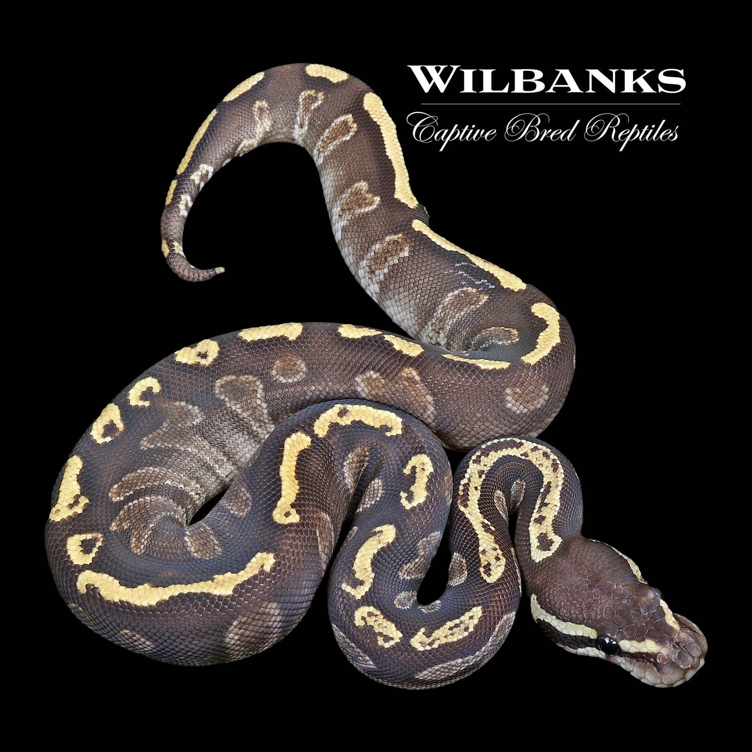 Mojave GHI Ball Python by Wilbanks Captive Bred Reptiles - MorphMarket
