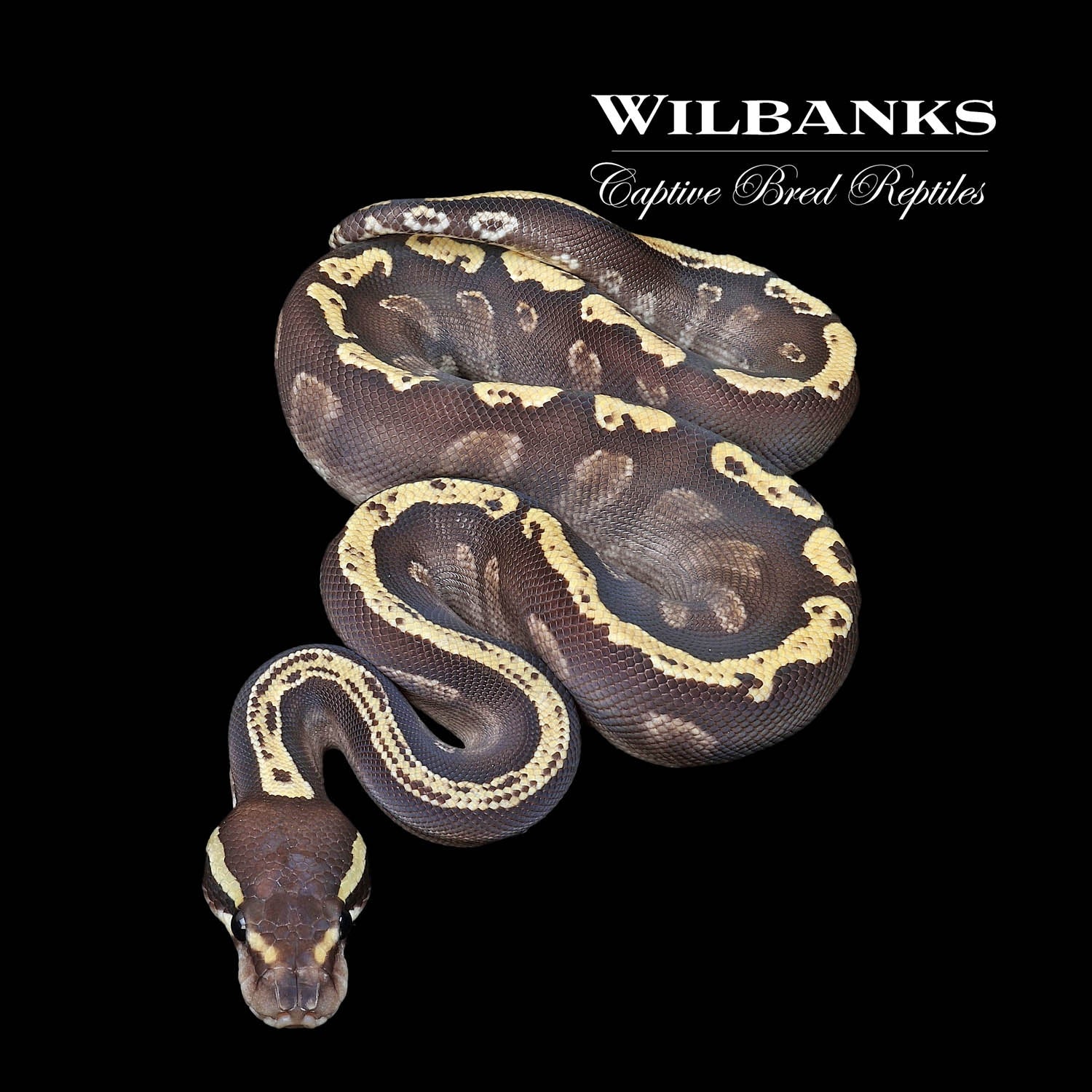 Mojave GHI Ball Python by Wilbanks Captive Bred Reptiles - MorphMarket