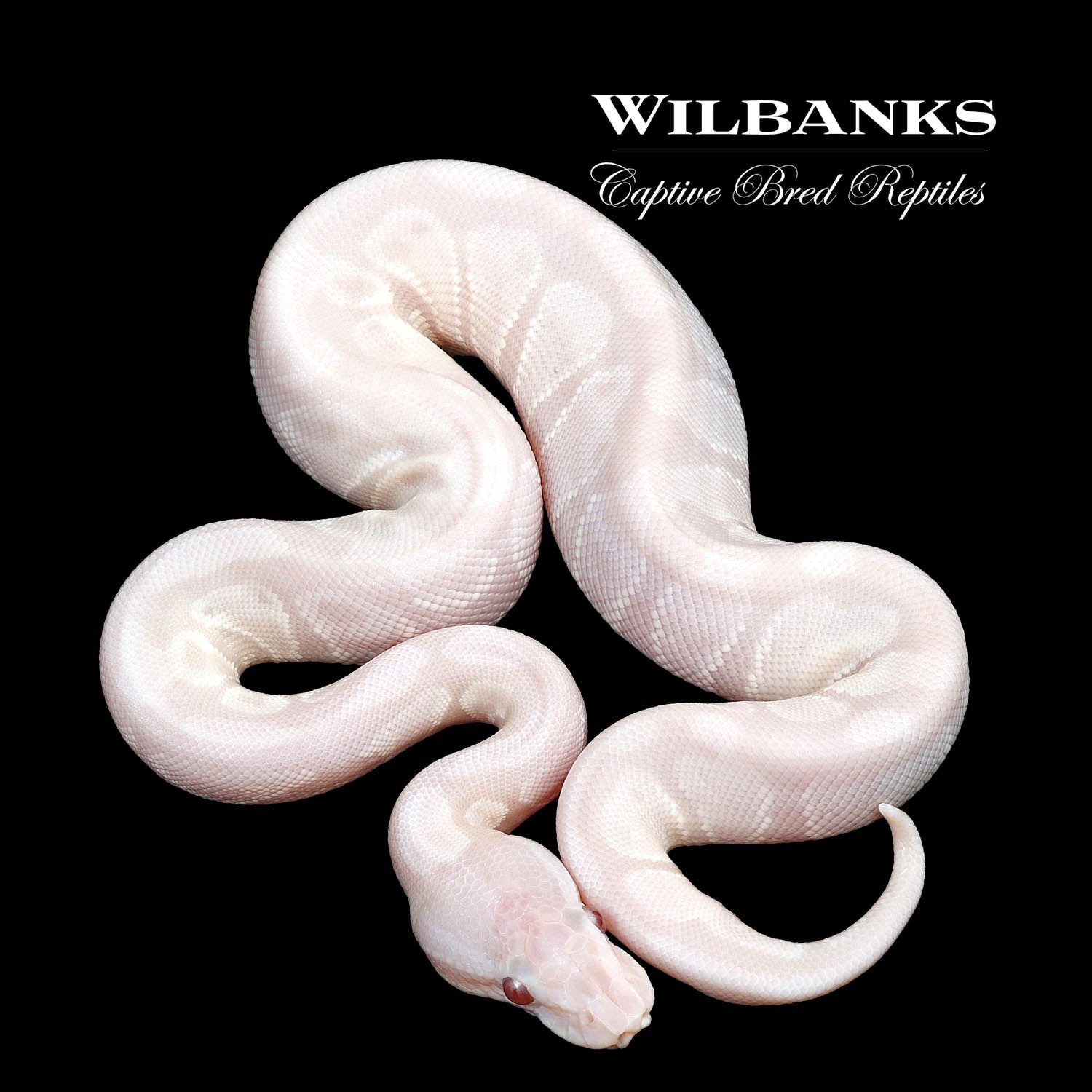 Lavender Snow Ball Python by Wilbanks Captive Bred Reptiles - MorphMarket
