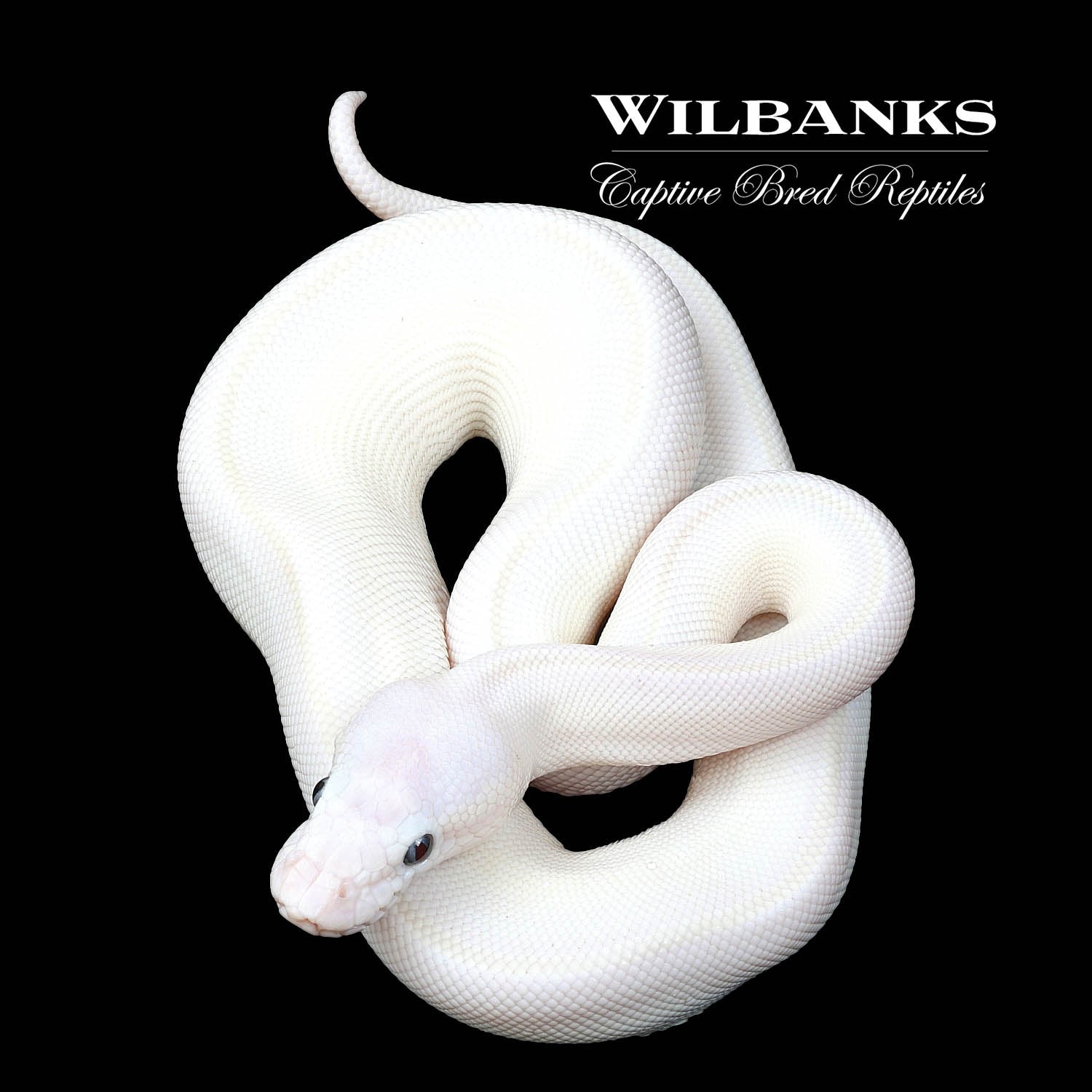 Blue Eyed Leucistic (Lucy) (Butter Mojave) Ball Python by Wilbanks ...