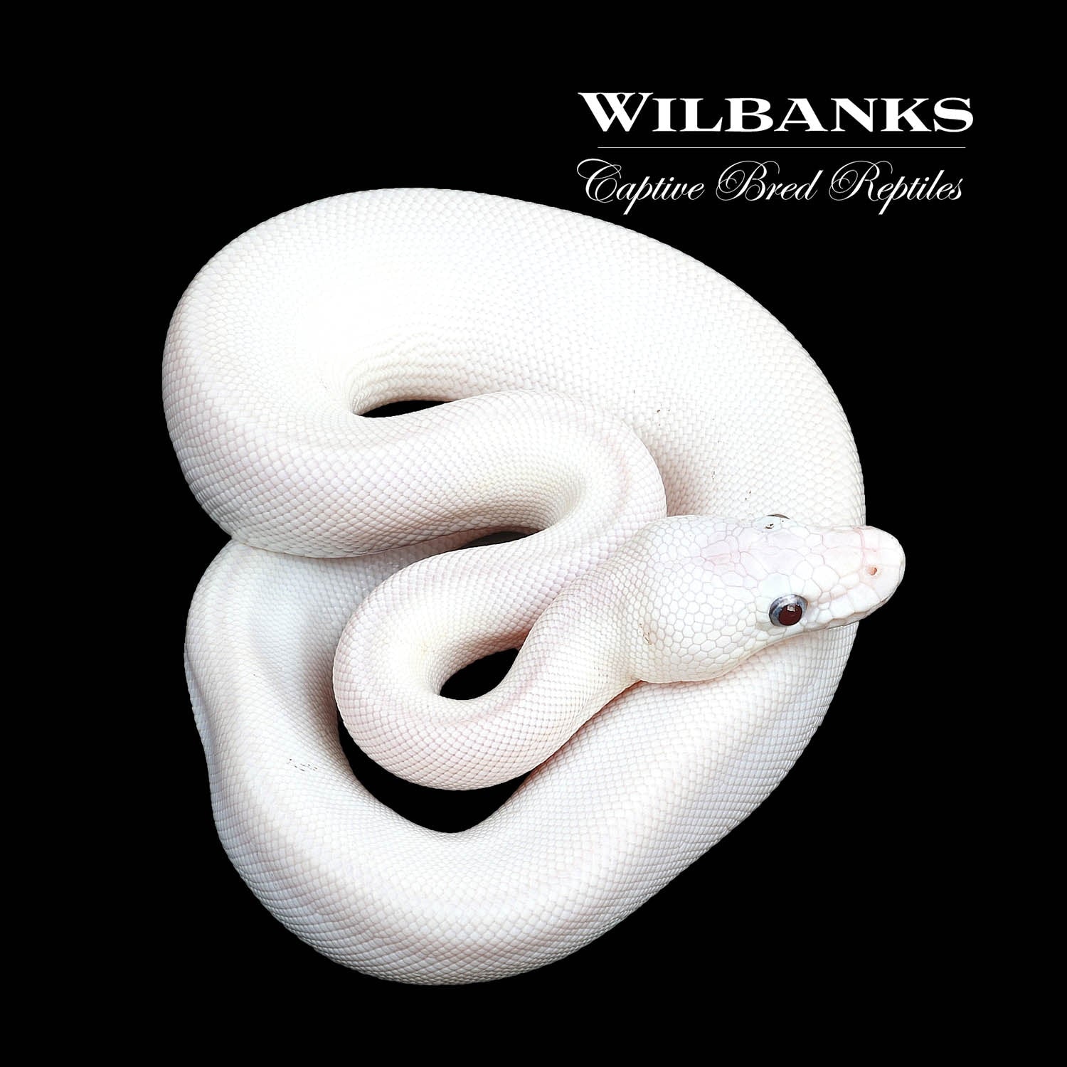 Blue Eyed Leucistic (Lucy) (Butter Bamboo) Ball Python by Wilbanks ...