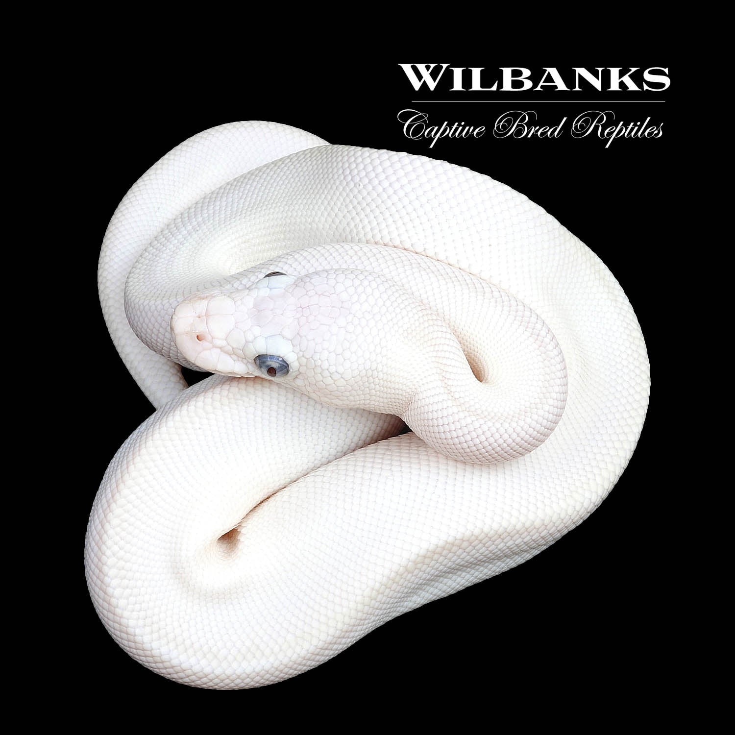Blue Eyed Leucistic (Lucy) (Butter Mojave) Ball Python by Wilbanks ...