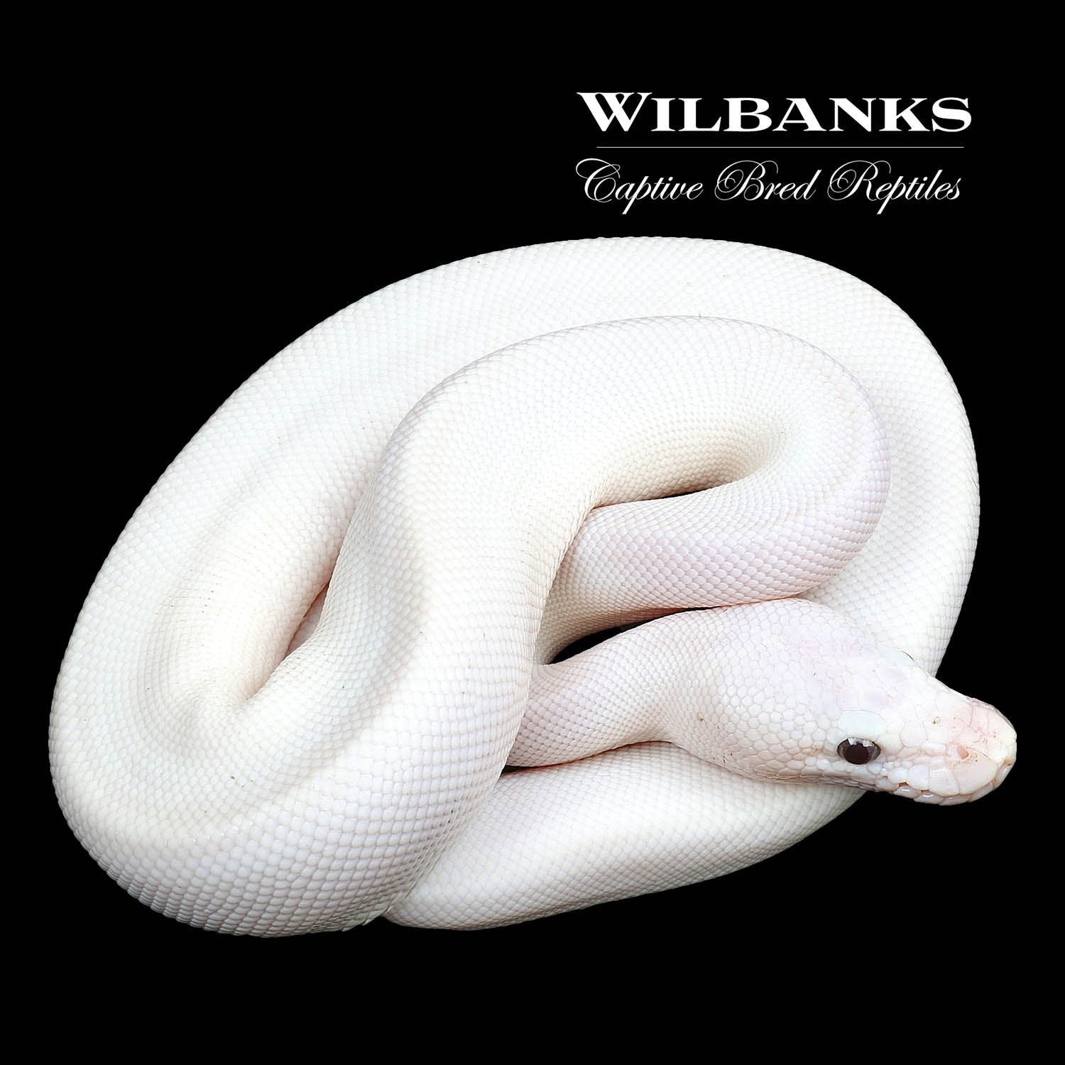 Blue Eyed Leucistic (Lucy) (Butter Mojave) Ball Python by Wilbanks ...