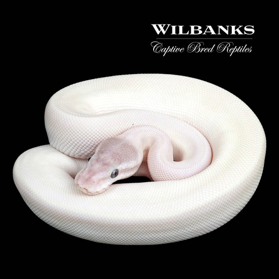 Blue Eyed Leucistic (Lucy) (Super Mojave) Ball Python by Wilbanks ...