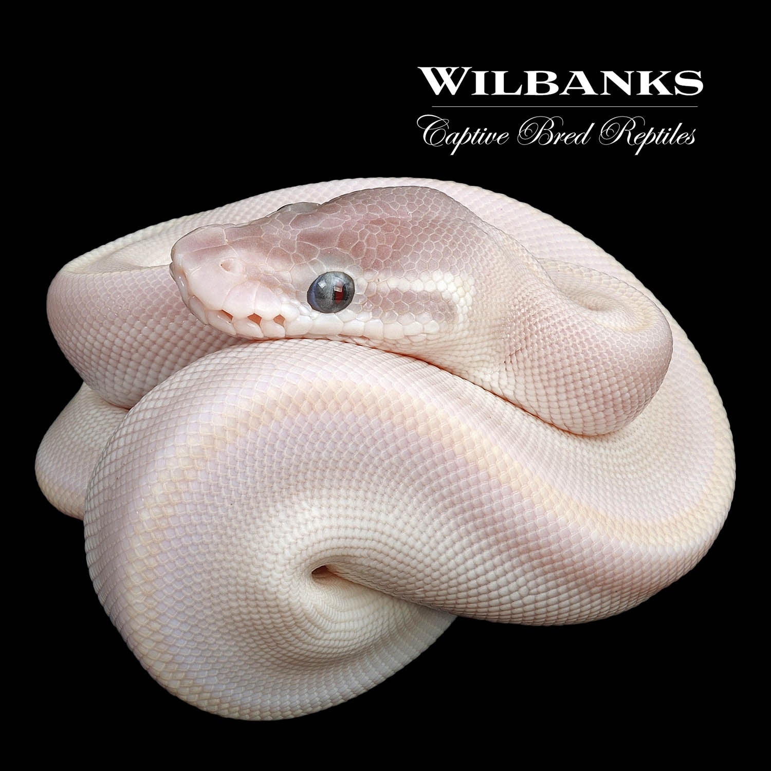 Blue Eyed Leucistic (Lucy) (Super Mojave) Ball Python by Wilbanks ...
