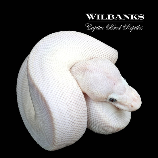 Blue Eyed Leucistic (Lucy) (Russo Mojave) Ball Python by Wilbanks ...