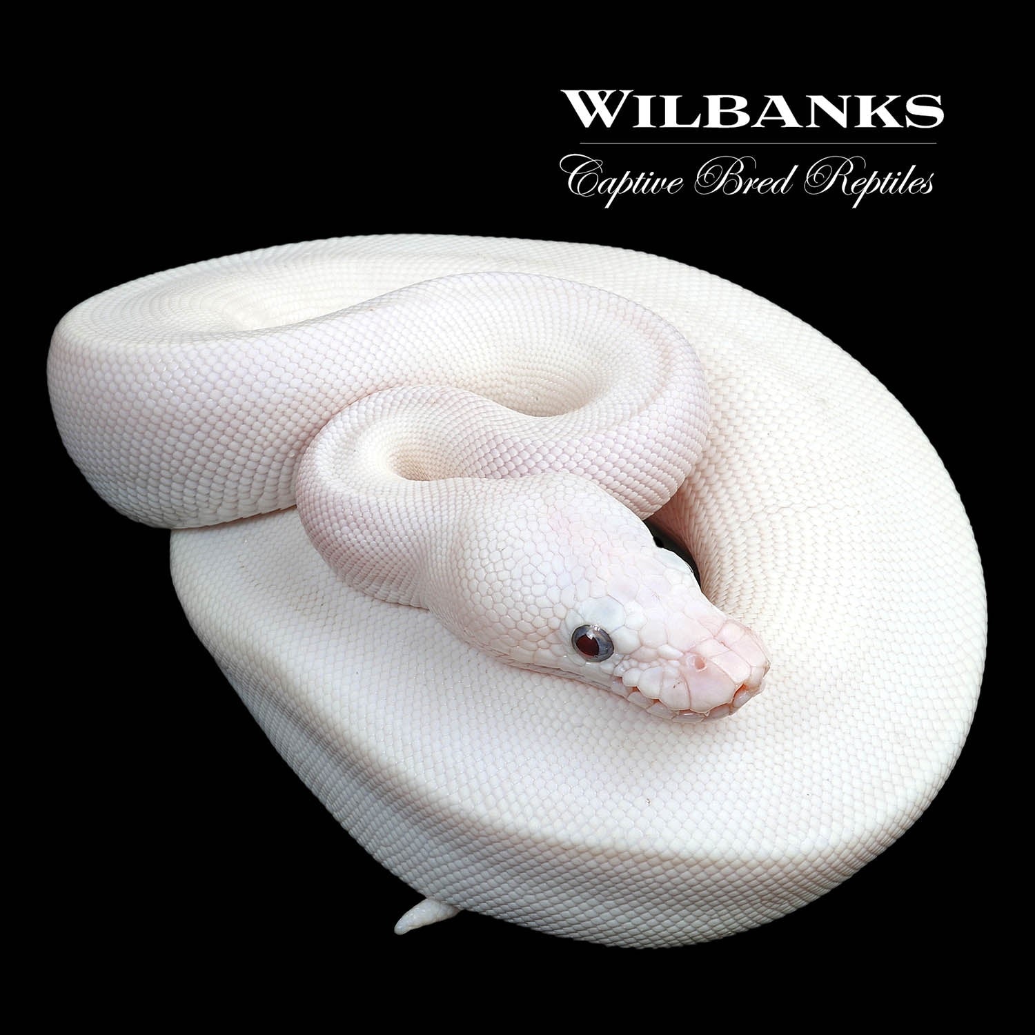 Blue Eyed Leucistic (Lucy) (Super Butter) Ball Python by Wilbanks ...