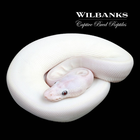 Blue Eyed Leucistic (Lucy) (Mojave Russo) Ball Python by Wilbanks ...