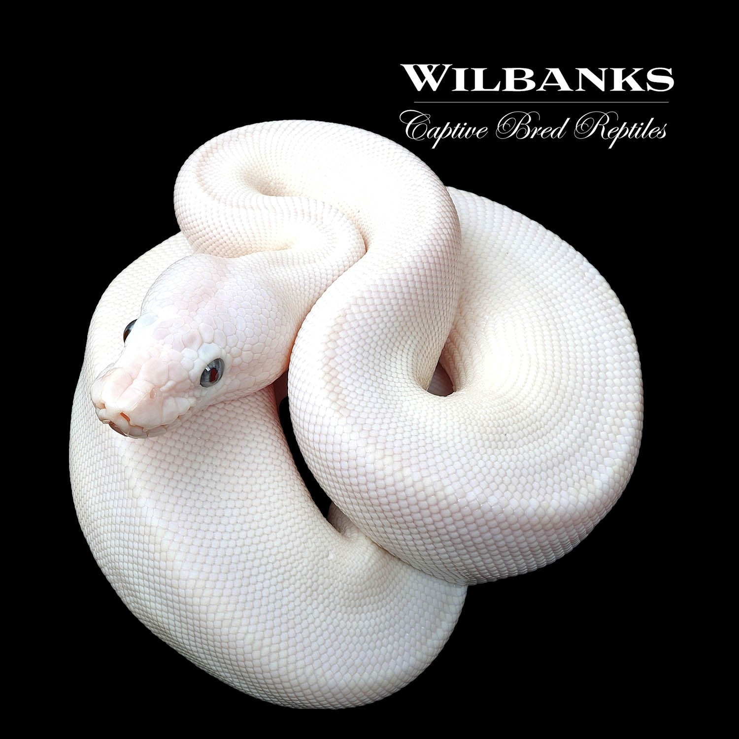 Blue Eyed Leucistic (Lucy) (Mojave Butter) Ball Python by Wilbanks ...