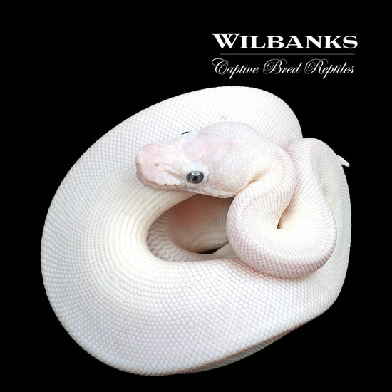Blue Eyed Leucistic (Lucy) (Mojave Butter) Ball Python by Wilbanks ...
