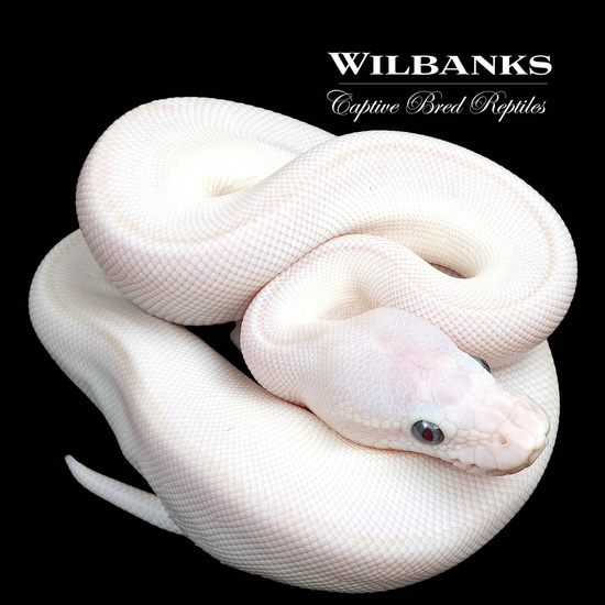 Blue Eyed Leucistic (Lucy) (Mojave Butter) Ball Python by Wilbanks ...