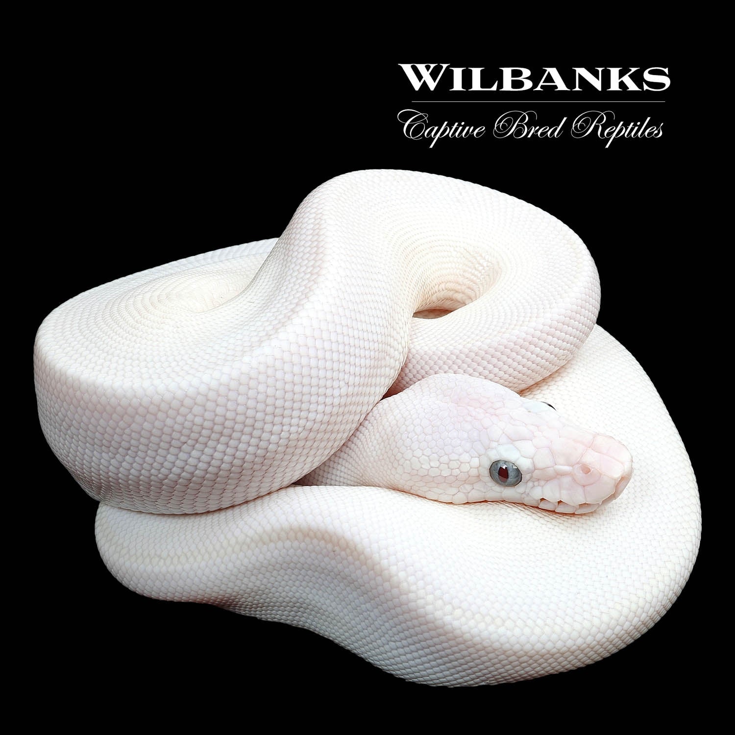 Blue Eyed Leucistic (Lucy) (Mojave Butter) Ball Python by Wilbanks ...