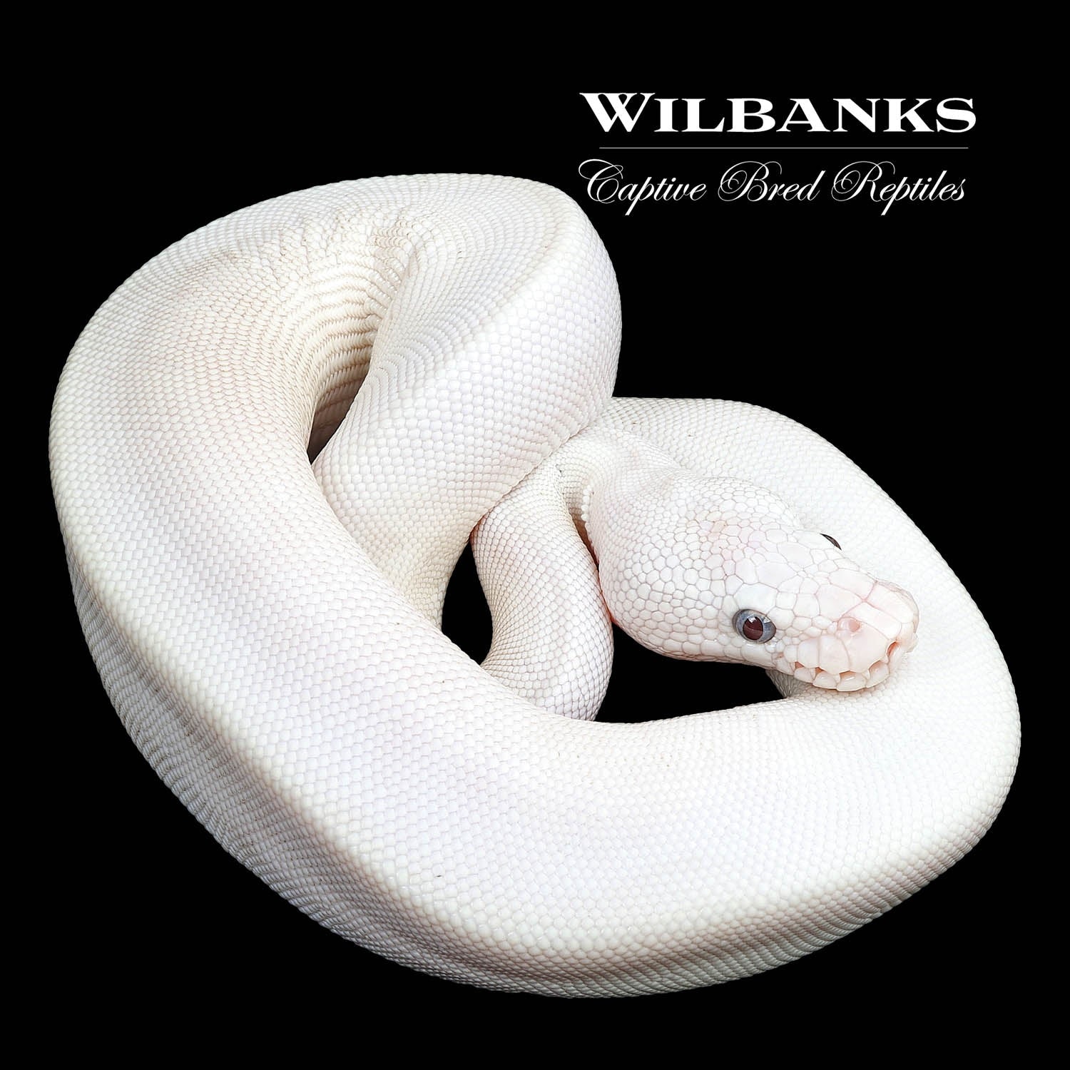 Blue Eyed Leucistic (Lucy) (Bamboo Butter) Ball Python by Wilbanks ...