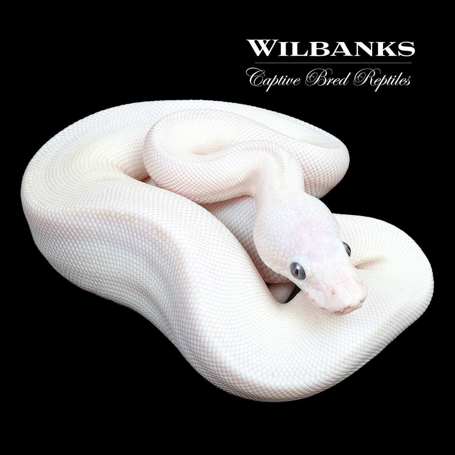 Blue Eyed Leucistic (Lucy) (Mojave Butter) Ball Python by Wilbanks ...