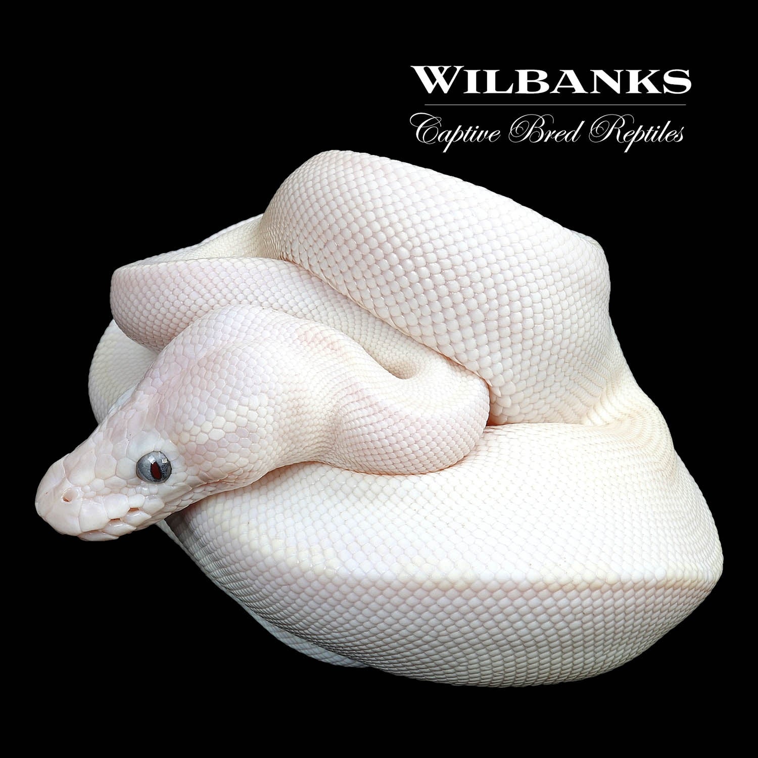 Blue Eyed Leucistic (Lucy) (Mojave Russo) Ball Python by Wilbanks ...
