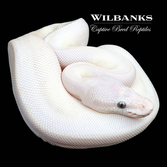 Blue Eyed Leucistic (Lucy) (Mojave Russo) Ball Python by Wilbanks ...