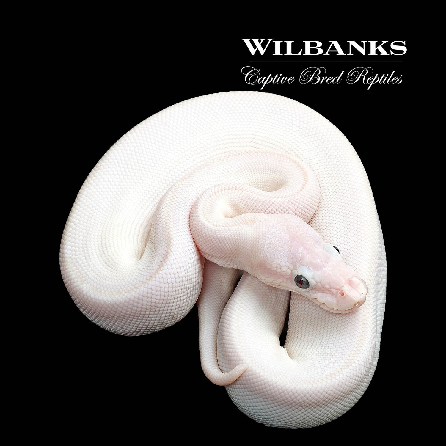 Blue Eyed Leucistic (Lucy) (Mojave Russo) Ball Python by Wilbanks ...