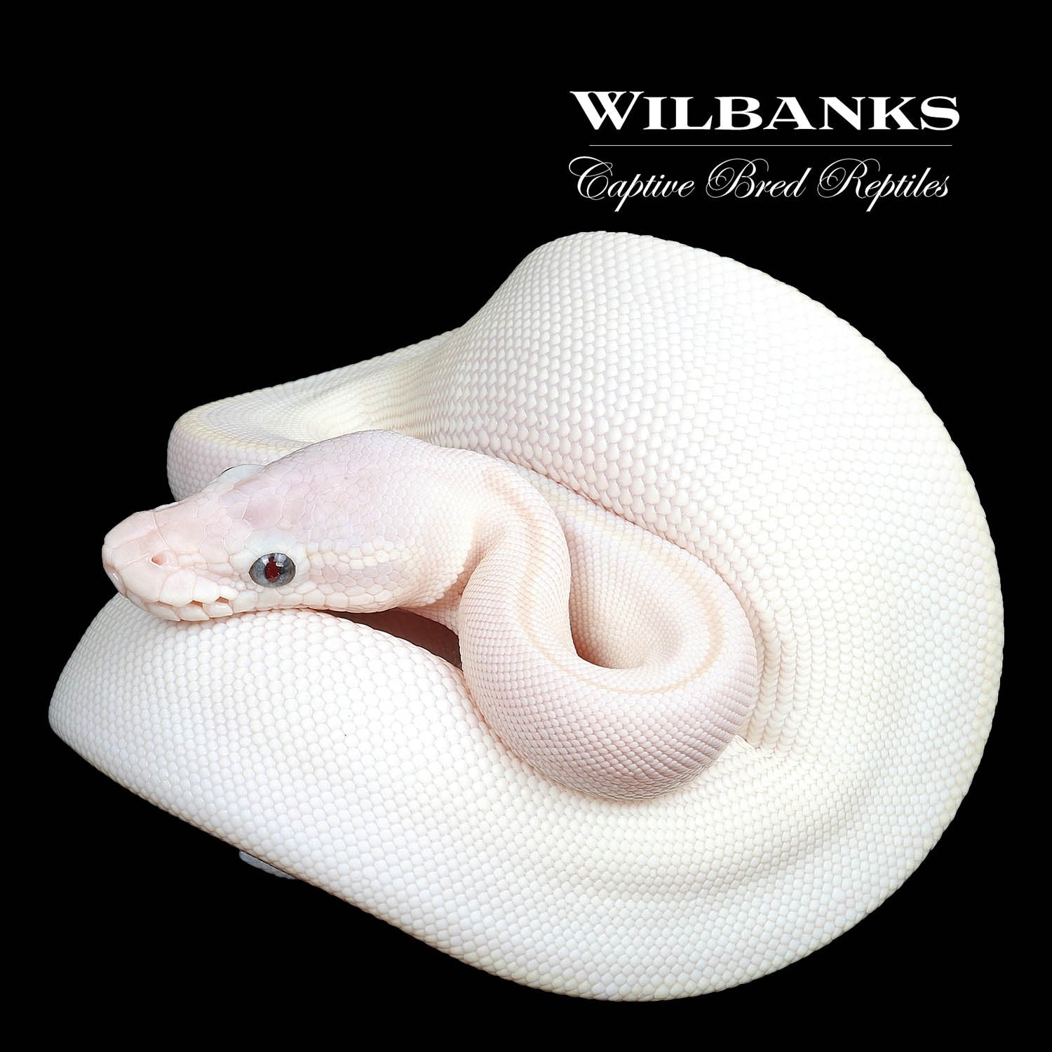 Blue Eyed Leucistic (Lucy) (Mojave Russo) Ball Python by Wilbanks ...