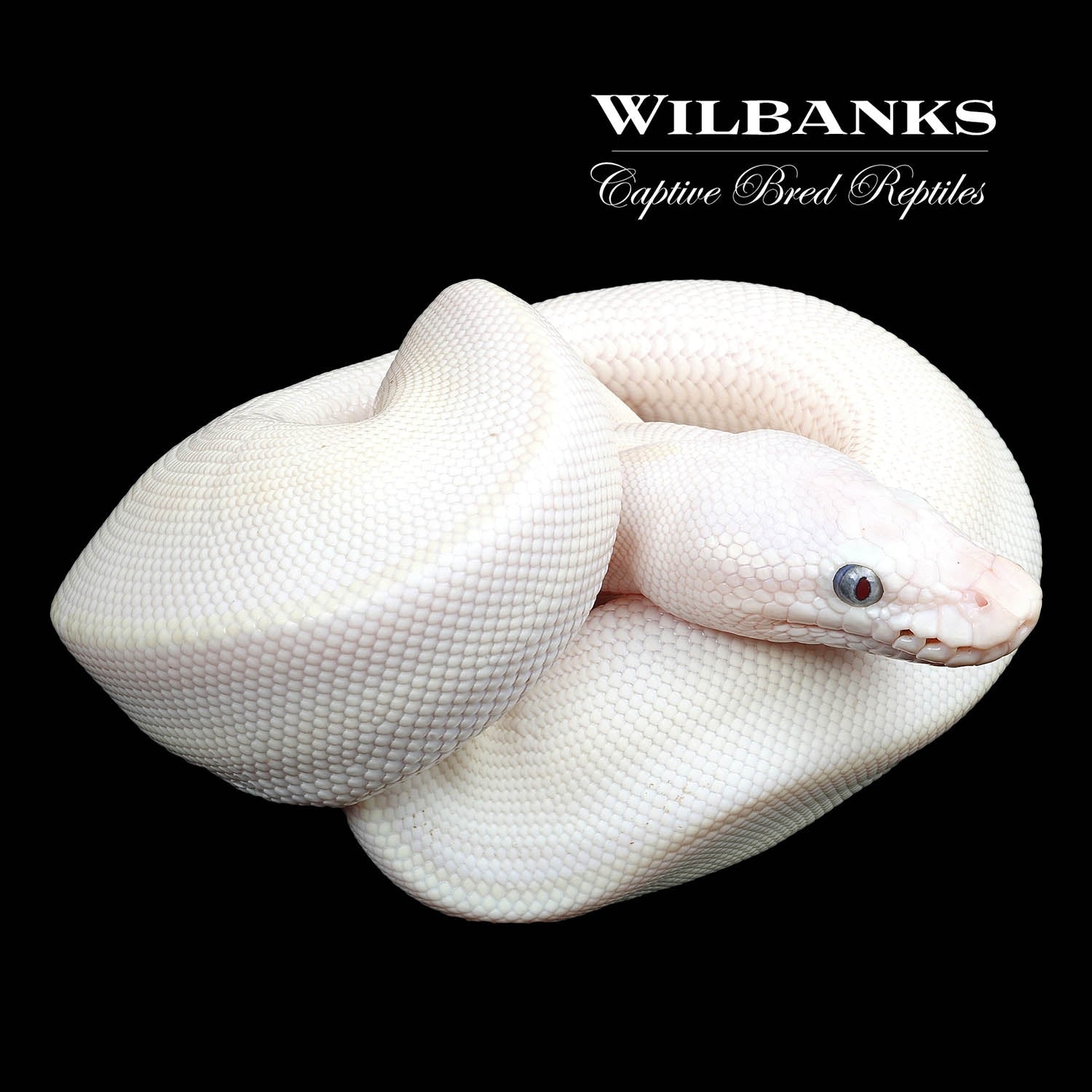 Blue Eyed Leucistic (Lucy) (Mojave Butter) Ball Python by Wilbanks ...
