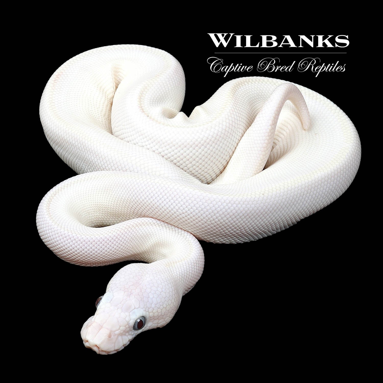 Blue Eyed Leucistic (Lucy) (Mojave Butter) Ball Python by Wilbanks ...