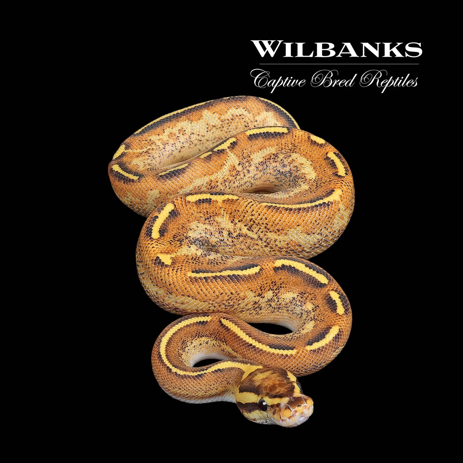 Fire Freeway Ball Python by Wilbanks Captive Bred Reptiles - MorphMarket