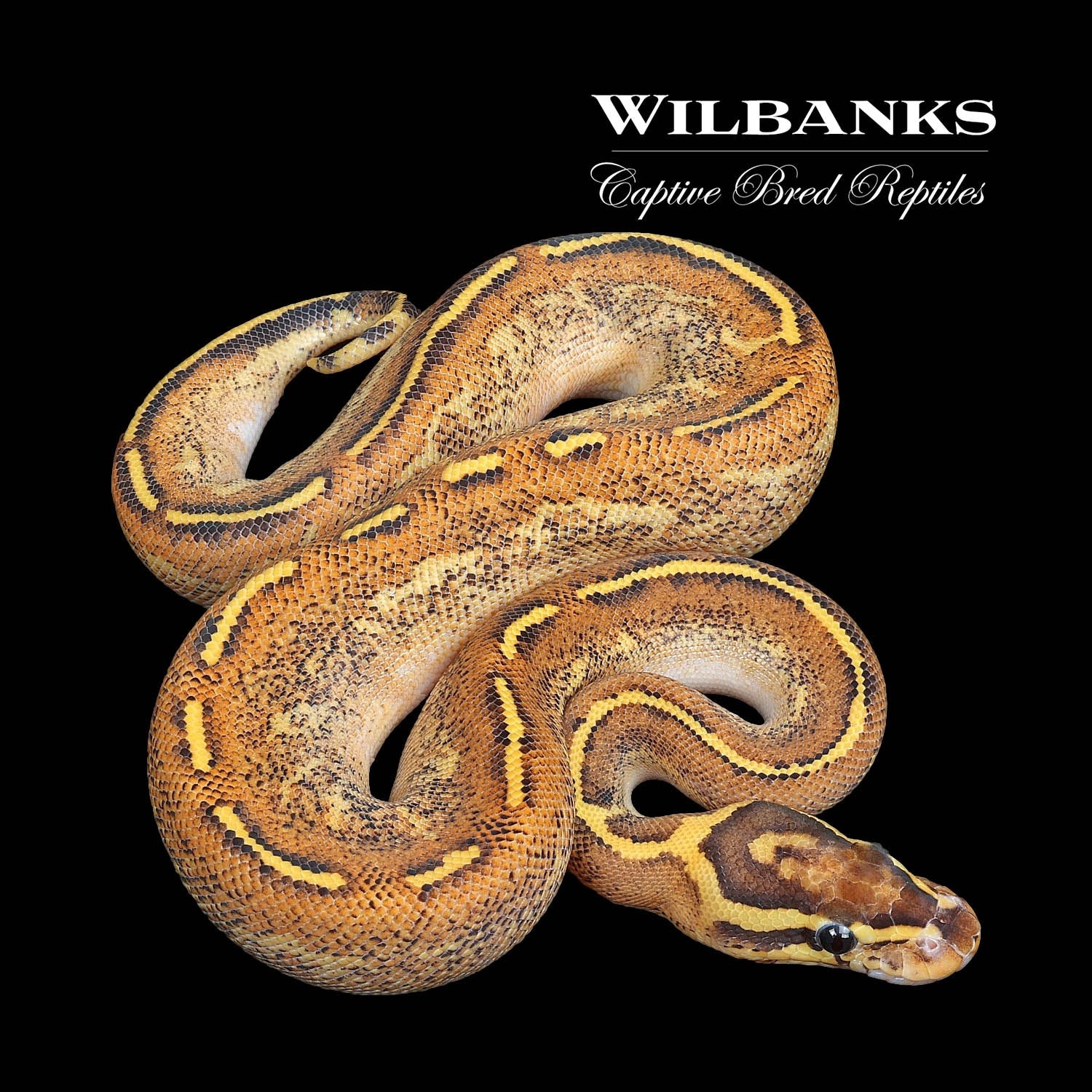 Fire Freeway Ball Python by Wilbanks Captive Bred Reptiles - MorphMarket
