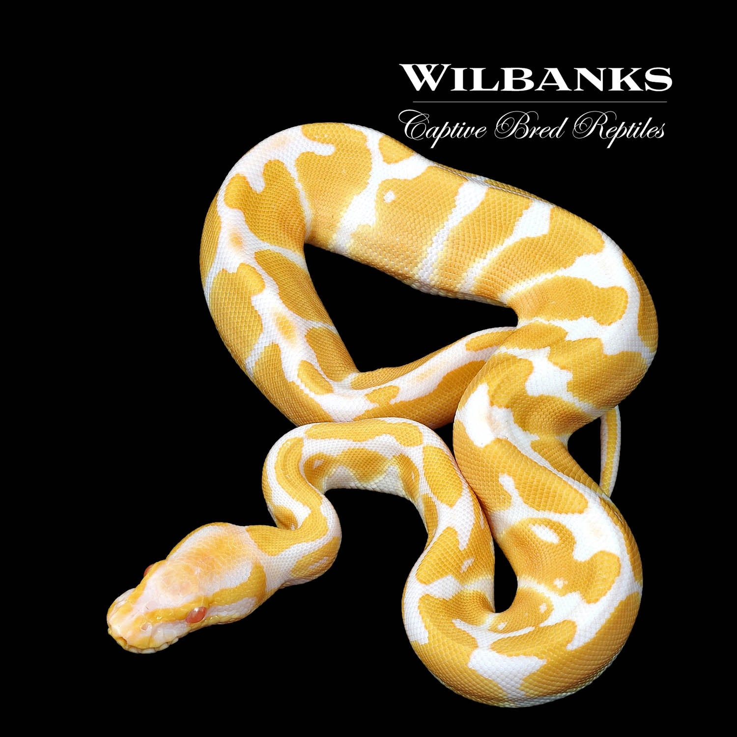 Albino Ball Python by Wilbanks Captive Bred Reptiles - MorphMarket