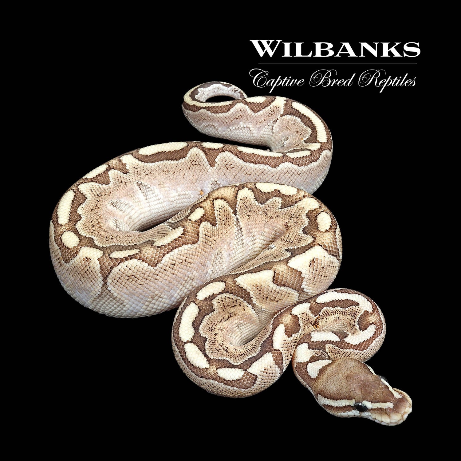Bamboo Ball Python by Wilbanks Captive Bred Reptiles - MorphMarket