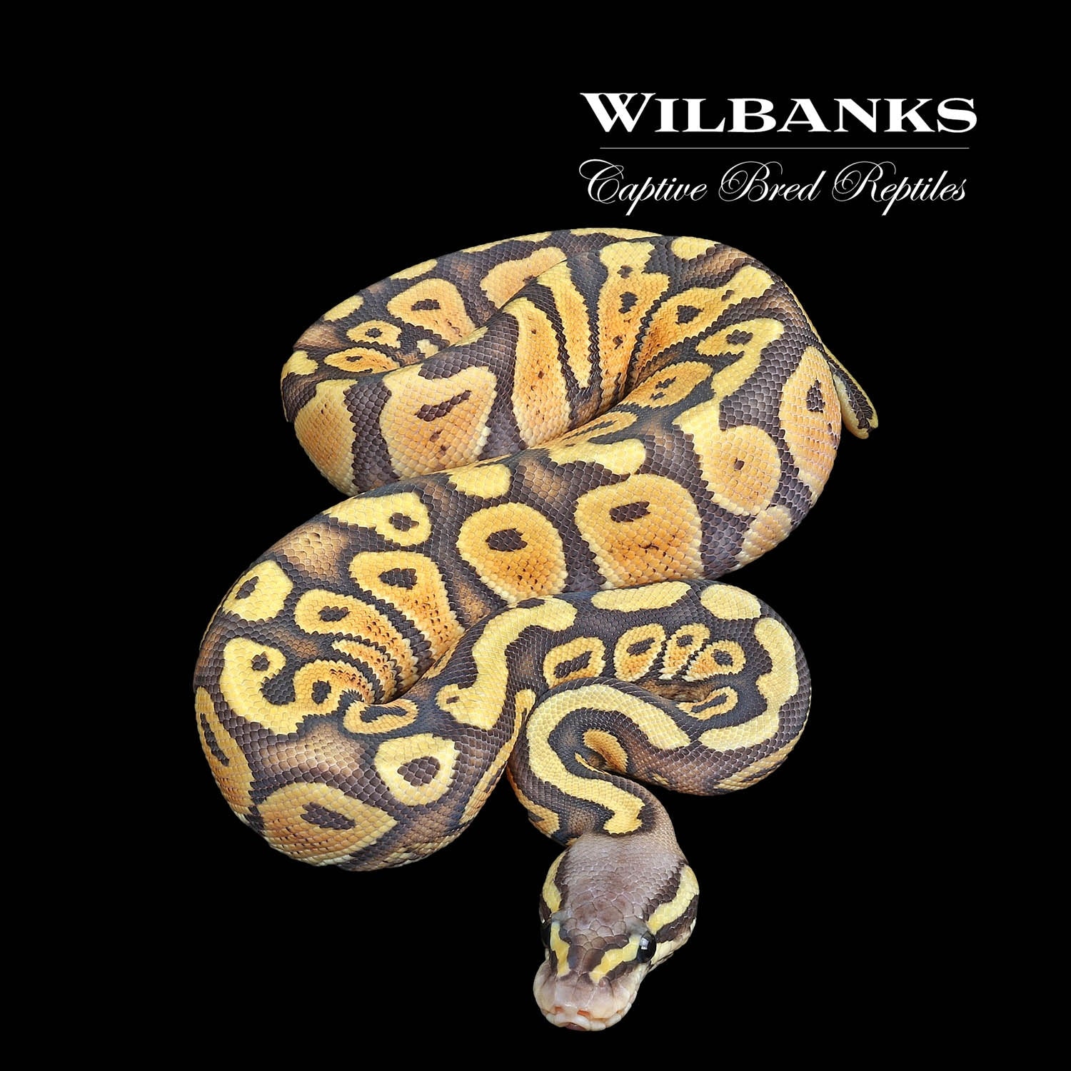 Pastel Ghost Ball Python by Wilbanks Captive Bred Reptiles - MorphMarket